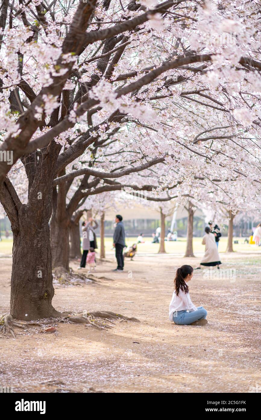 Spring flowers concept, beautiful nature scene with blooming tree 020 ...