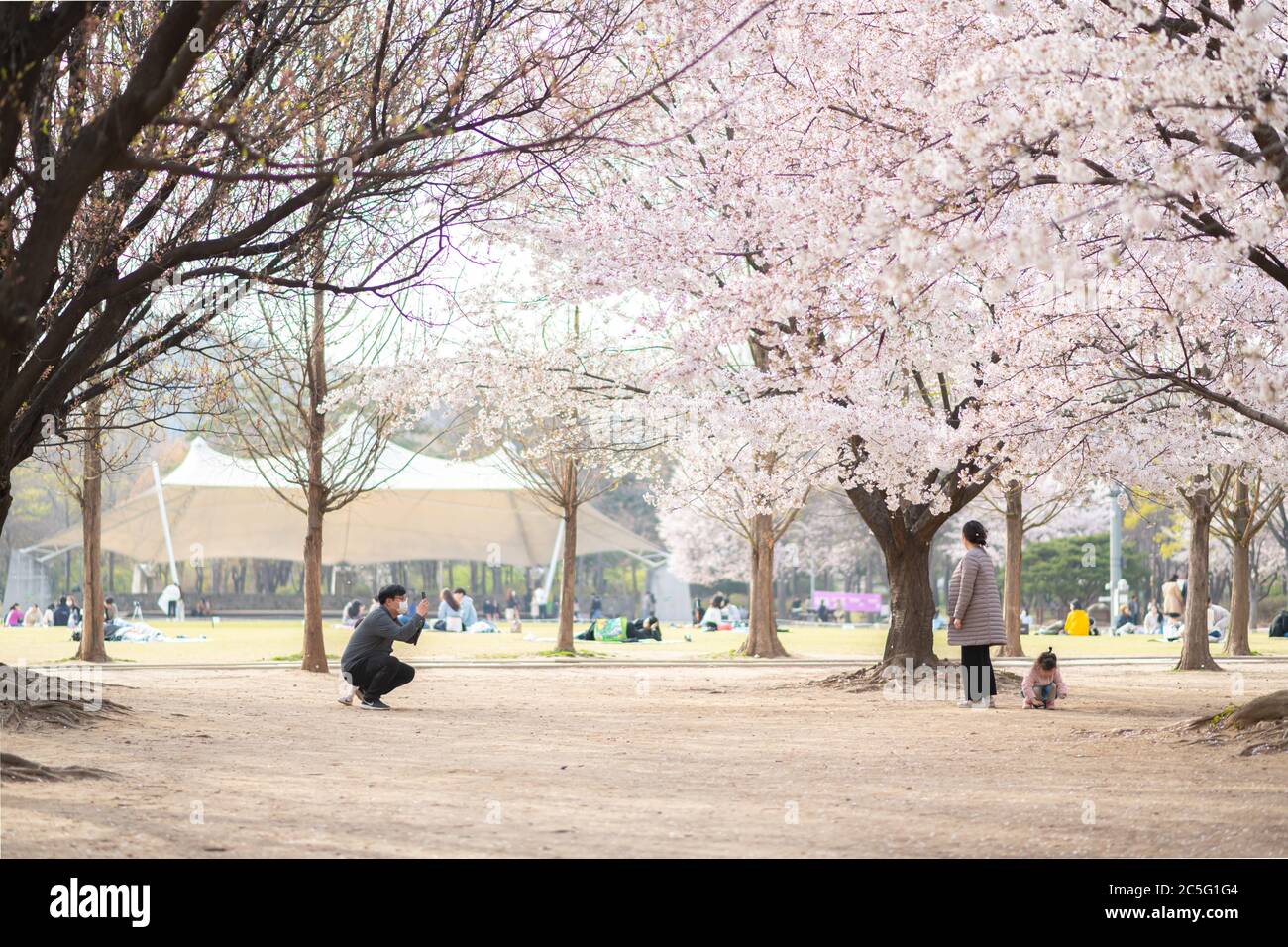 Spring flowers concept, beautiful nature scene with blooming tree 031 ...
