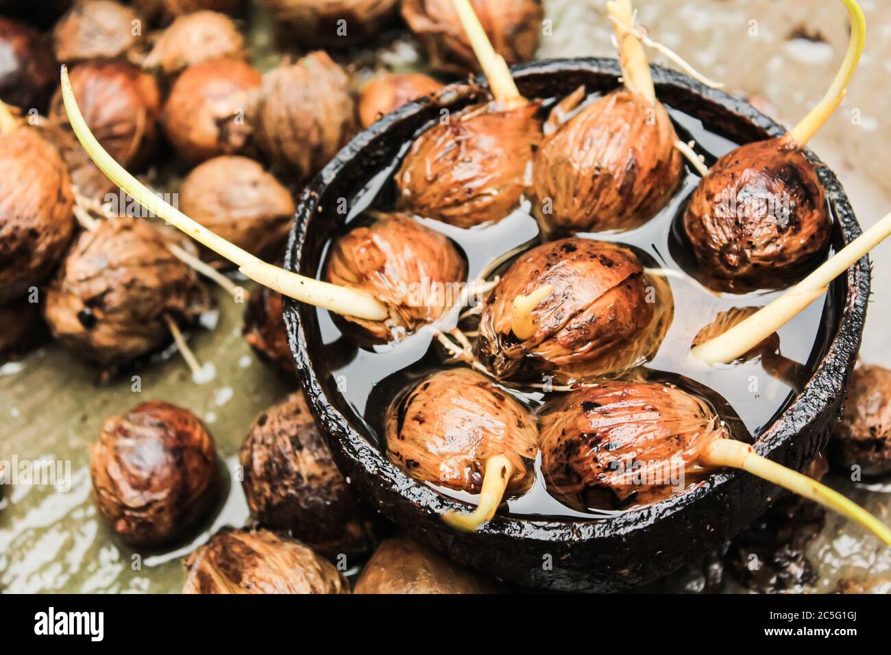 Medicinal plants india hi-res stock photography and images - Alamy
