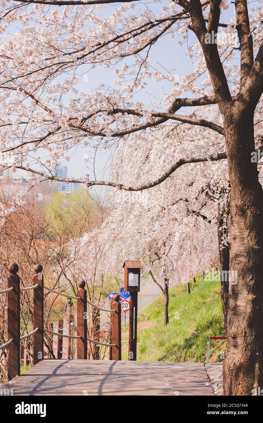 Spring flowers concept, beautiful nature scene with blooming tree 173 ...