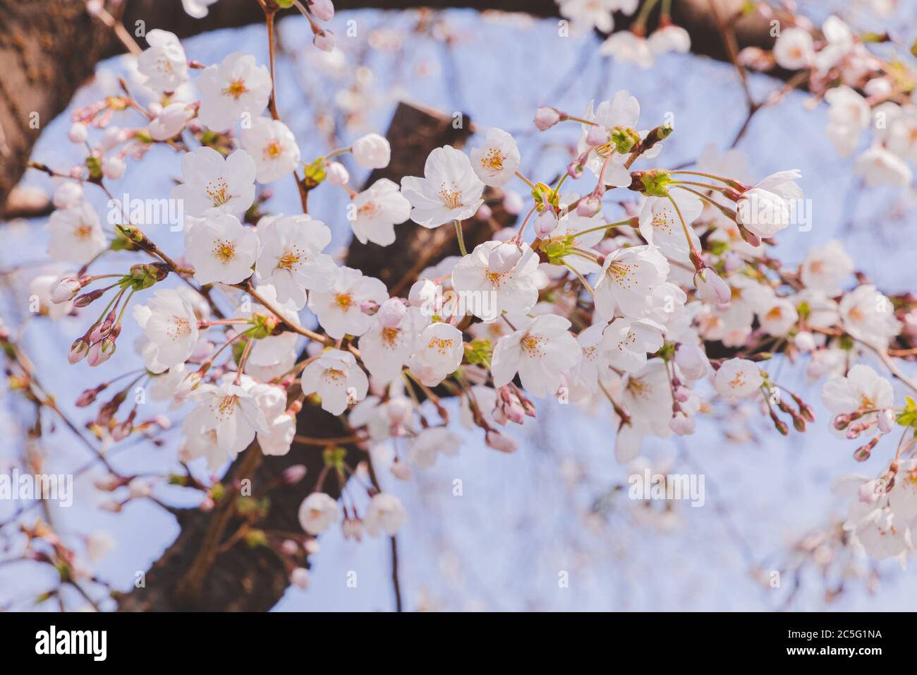 Spring flowers concept, beautiful nature scene with blooming tree 179 ...