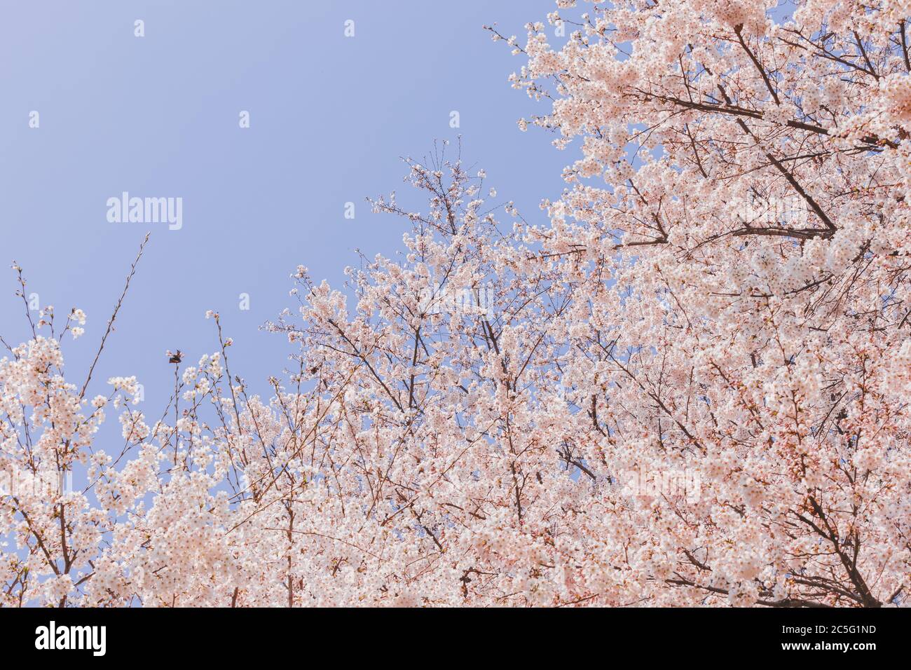 Spring flowers concept, beautiful nature scene with blooming tree 186 ...