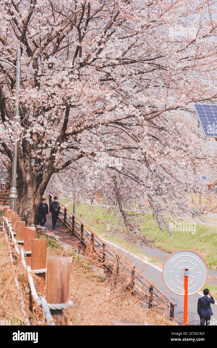 Spring flowers concept, beautiful nature scene with blooming tree 181 ...