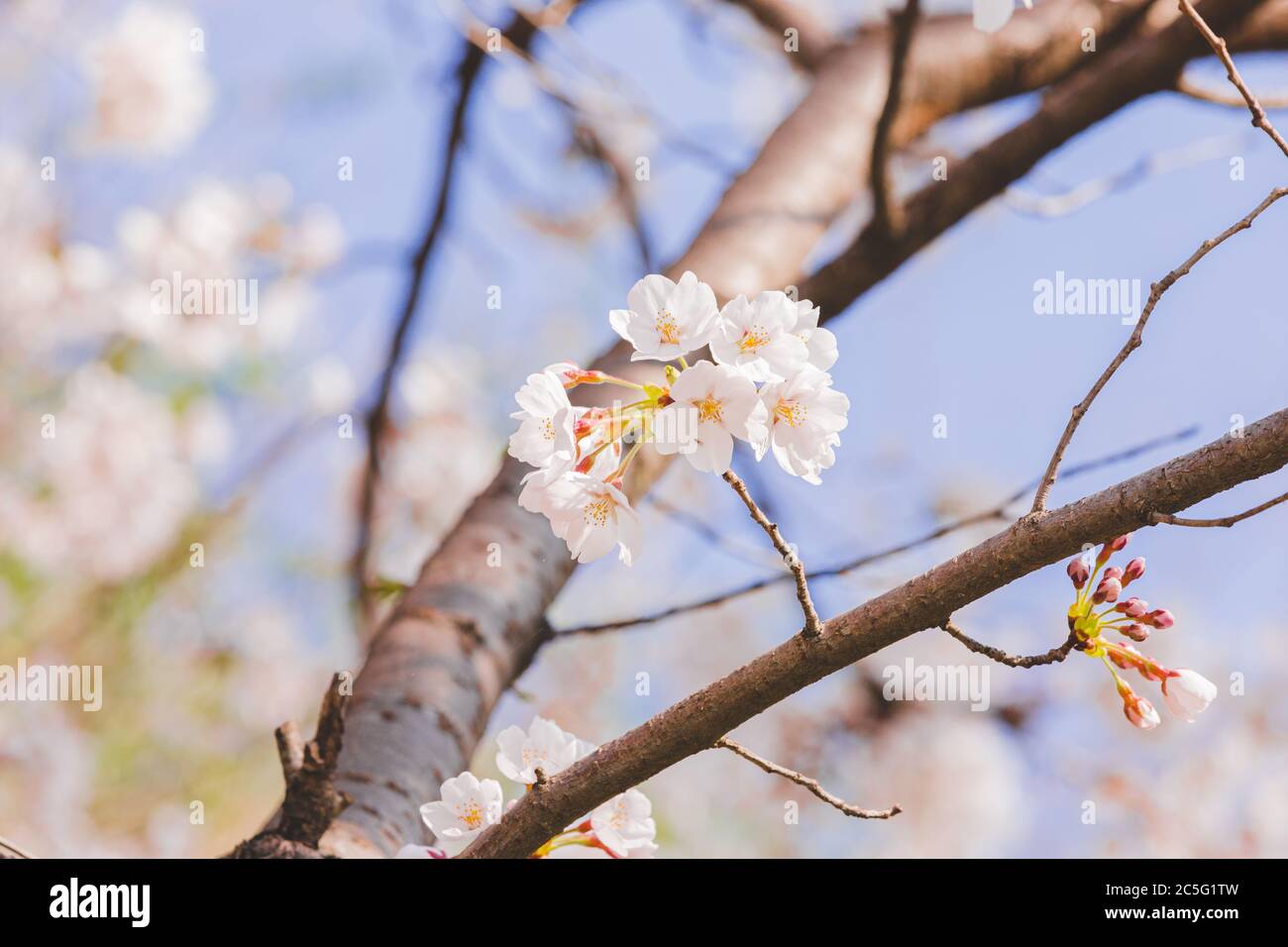 Spring flowers concept, beautiful nature scene with blooming tree 149 ...