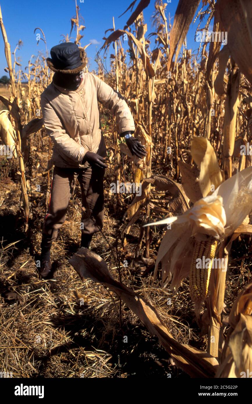 Corn harvesting africa hi-res stock photography and images - Alamy