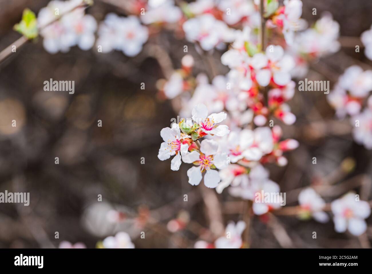 Spring flowers concept, beautiful nature scene with blooming tree 041 ...