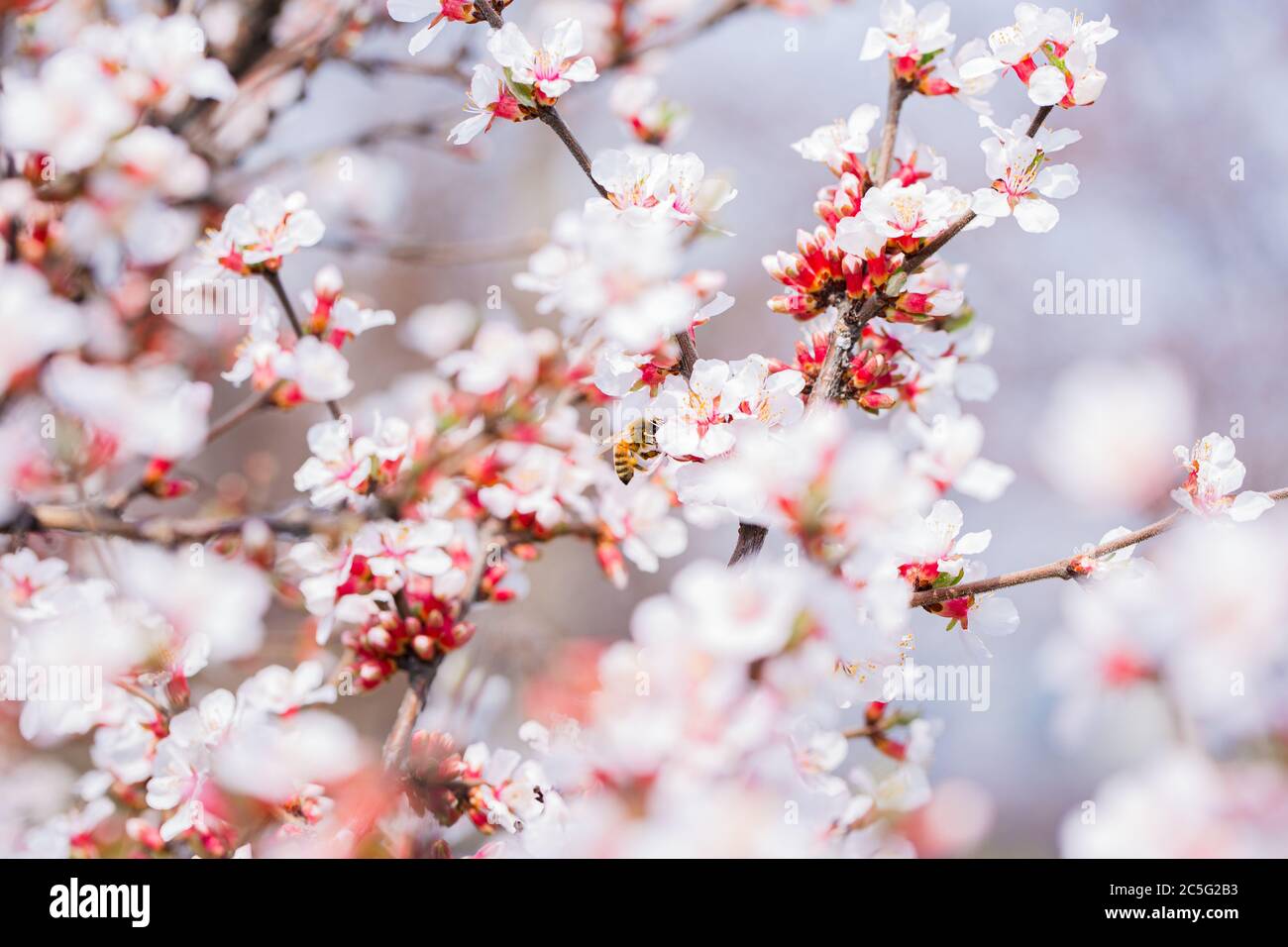 Spring flowers concept, beautiful nature scene with blooming tree 045 ...