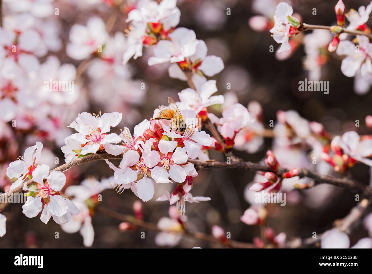 Spring flowers concept, beautiful nature scene with blooming tree 052 ...