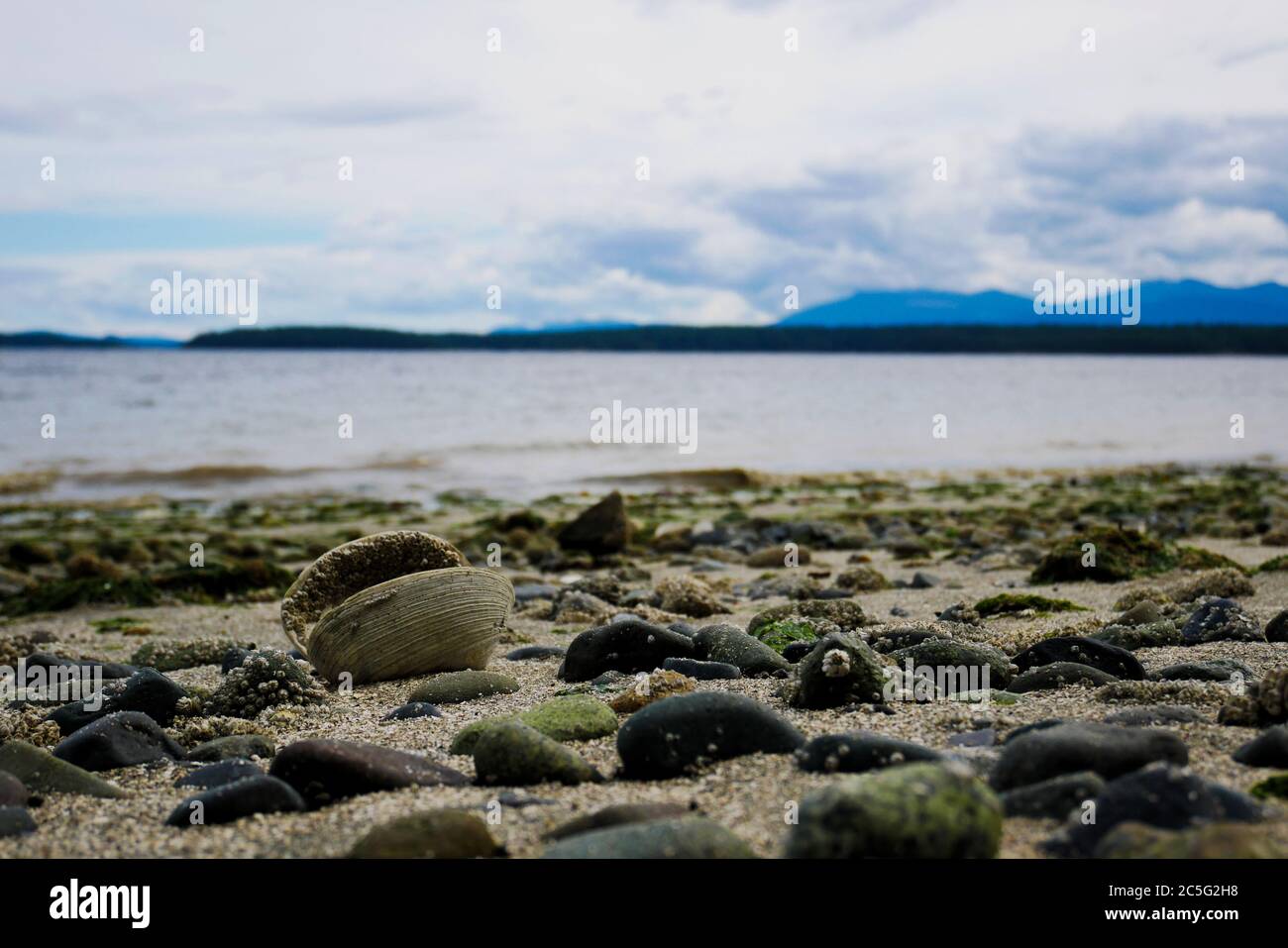 Clam in water british columbia hi-res stock photography and images - Alamy