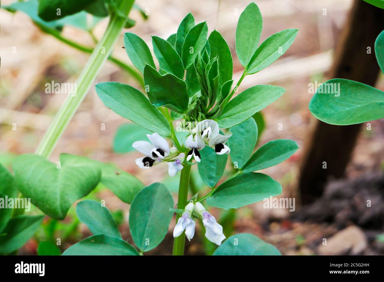 Close-up of fava bean plants, with flowers, growing in a garden Stock ...