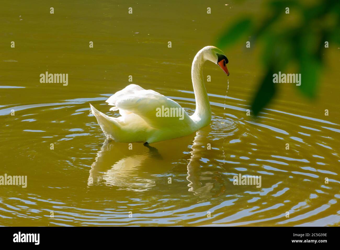 Swan side view hi-res stock photography and images - Alamy