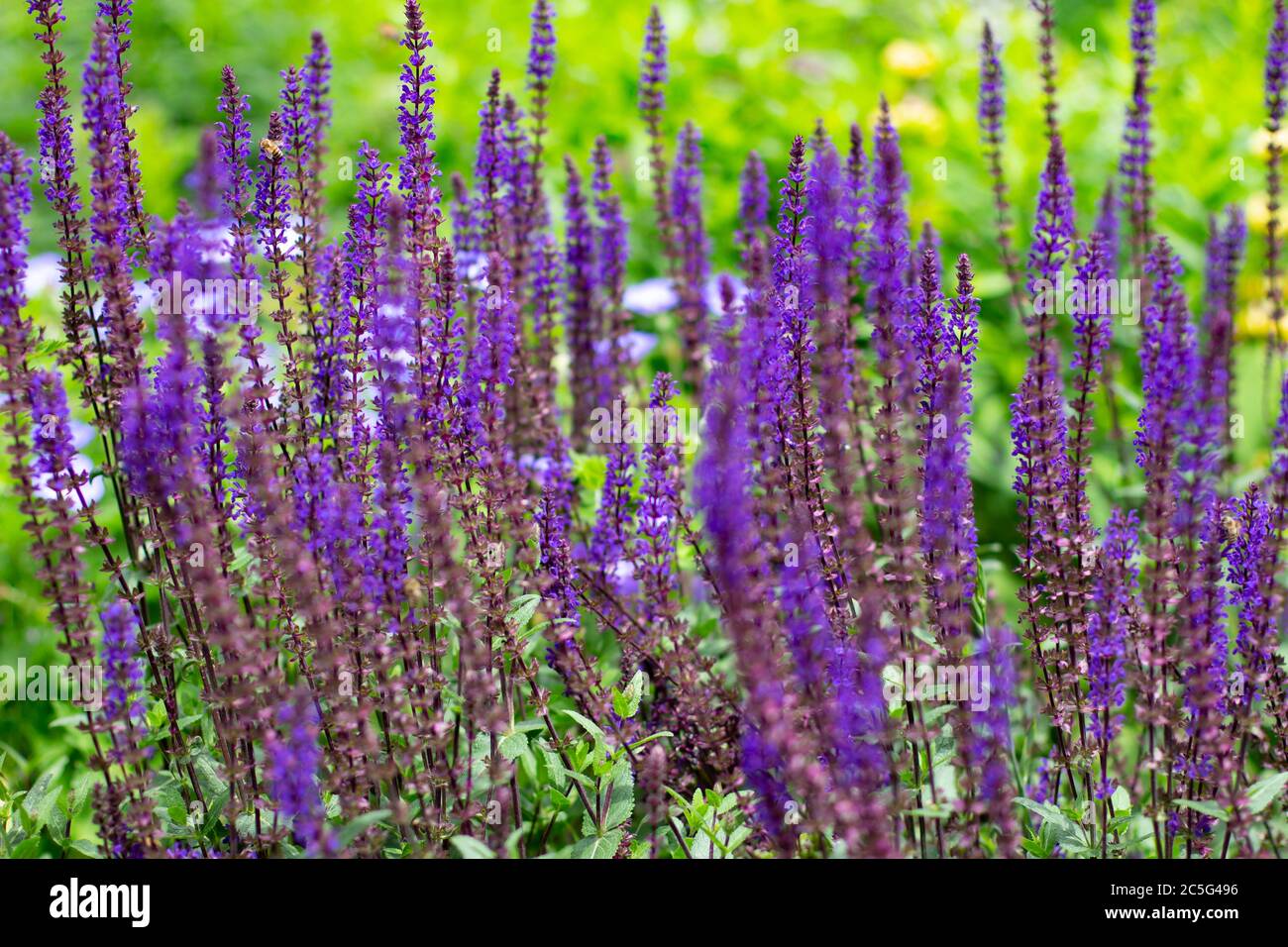 Hain salbei hi-res stock photography and images - Alamy