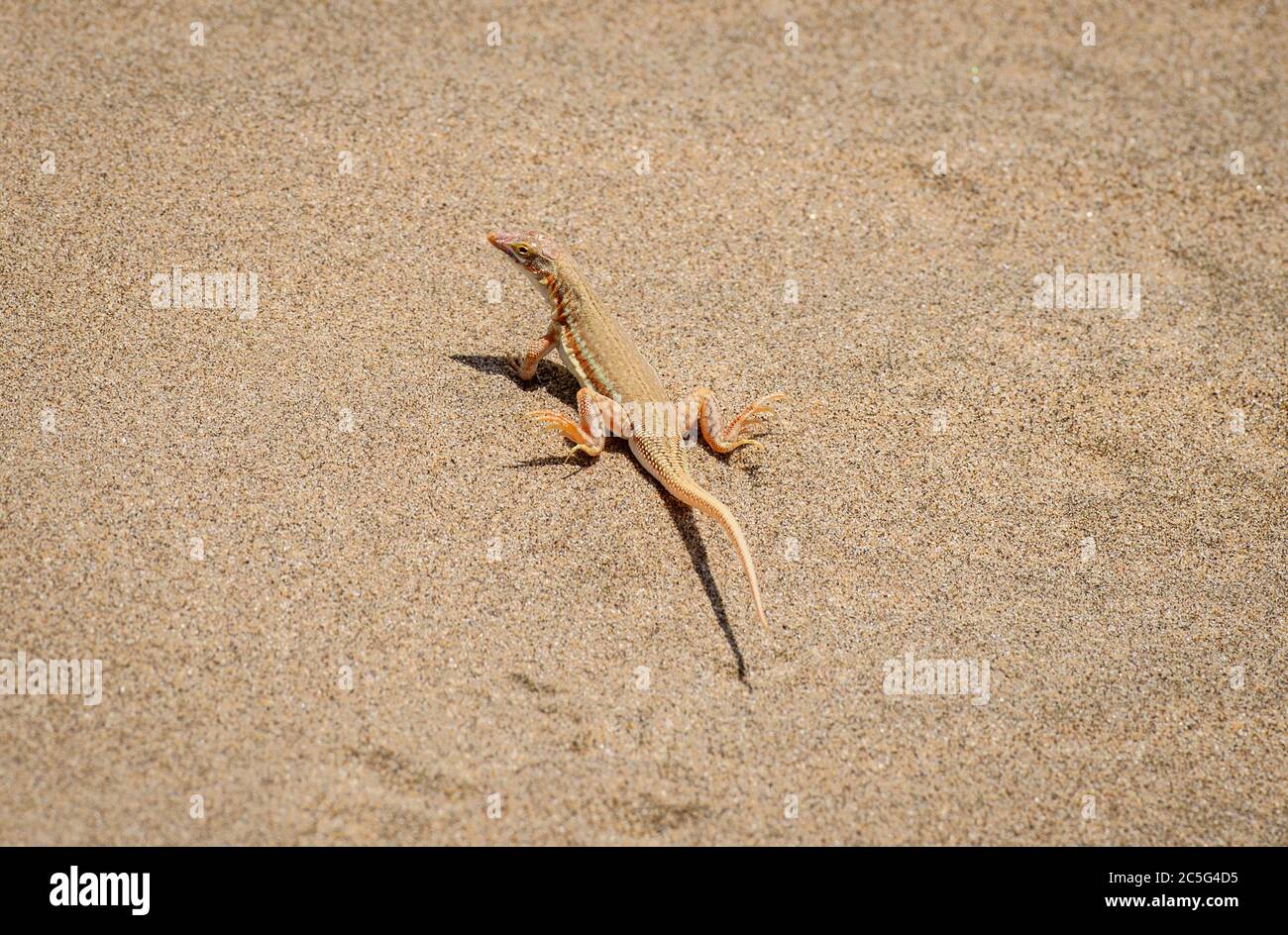 Grasplatz namibia hi-res stock photography and images - Alamy