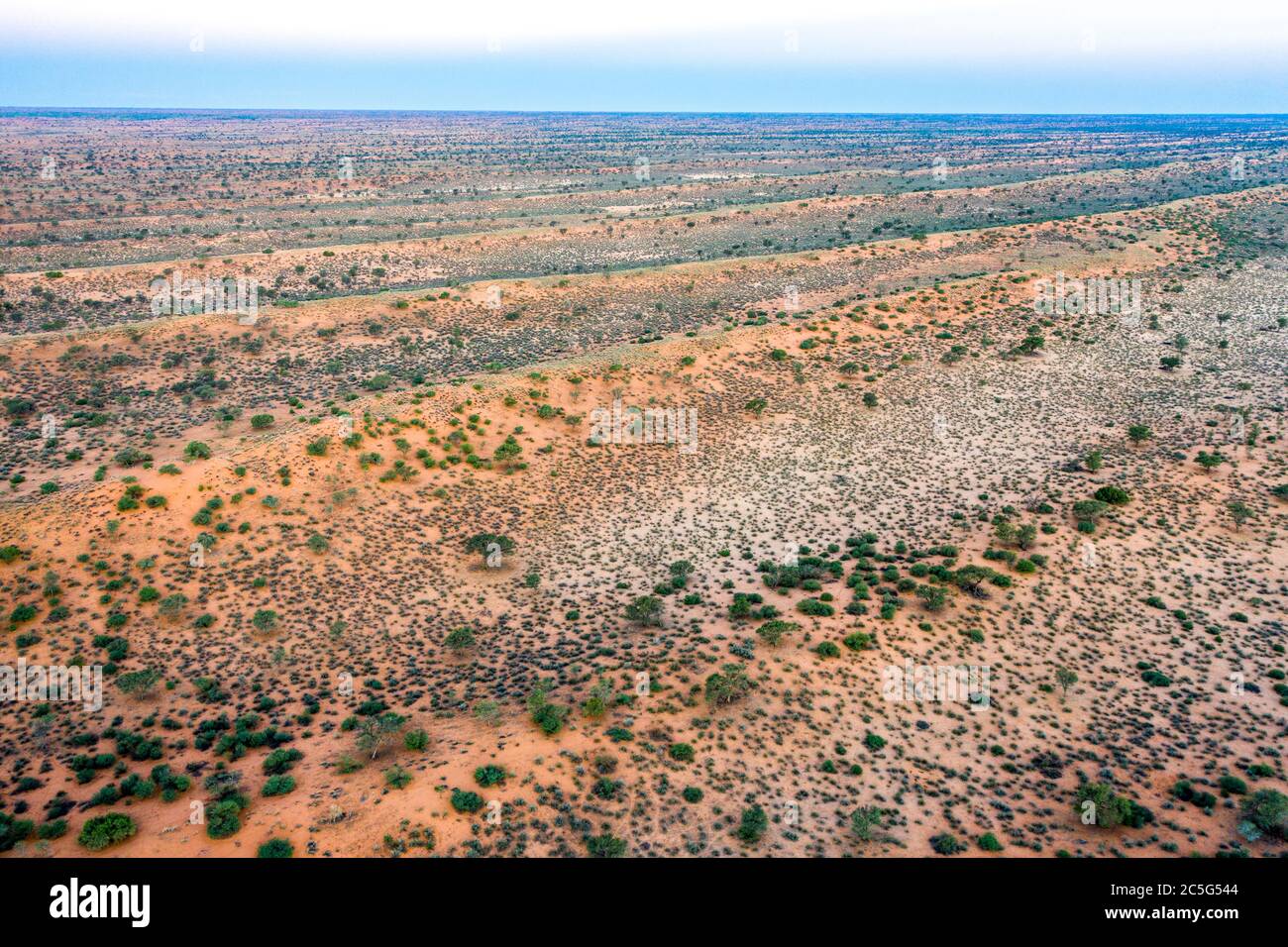 Vegetation in the Kalahari Desert, Namibia Stock Photo - Alamy
