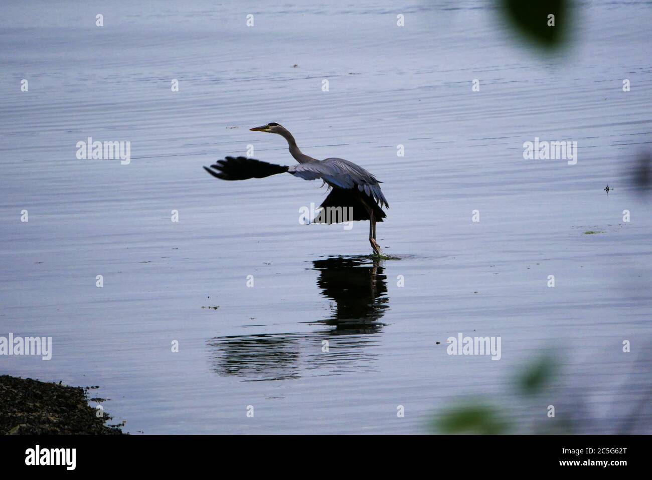 Action shot of great blue heron taking off just after catching a fish ...