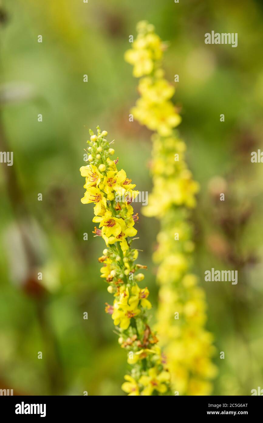 Dark mullein (Verbascum nigrum) or black mullein, native to dry areas ...
