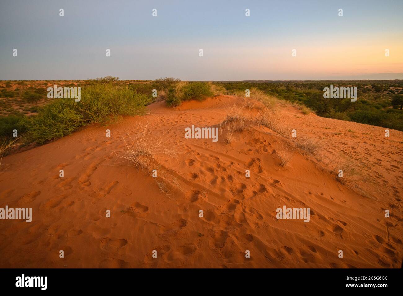 Red sand dune kalahari desert hi-res stock photography and images - Alamy