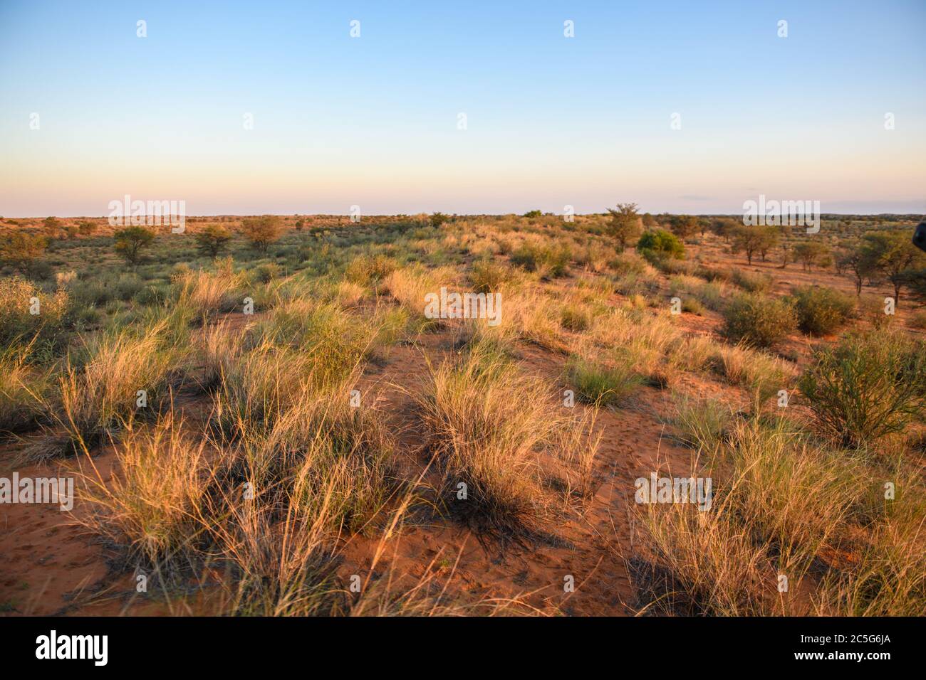 Vegetation in the Kalahari Desert, Namibia Stock Photo - Alamy