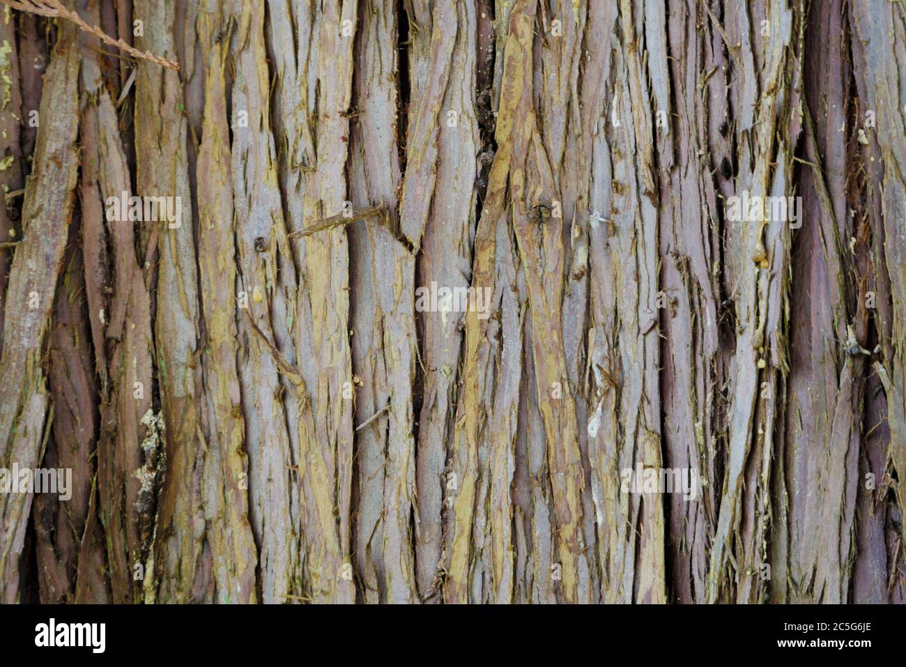 Close-up of cedar bark with yellow and purple colors Stock Photo - Alamy