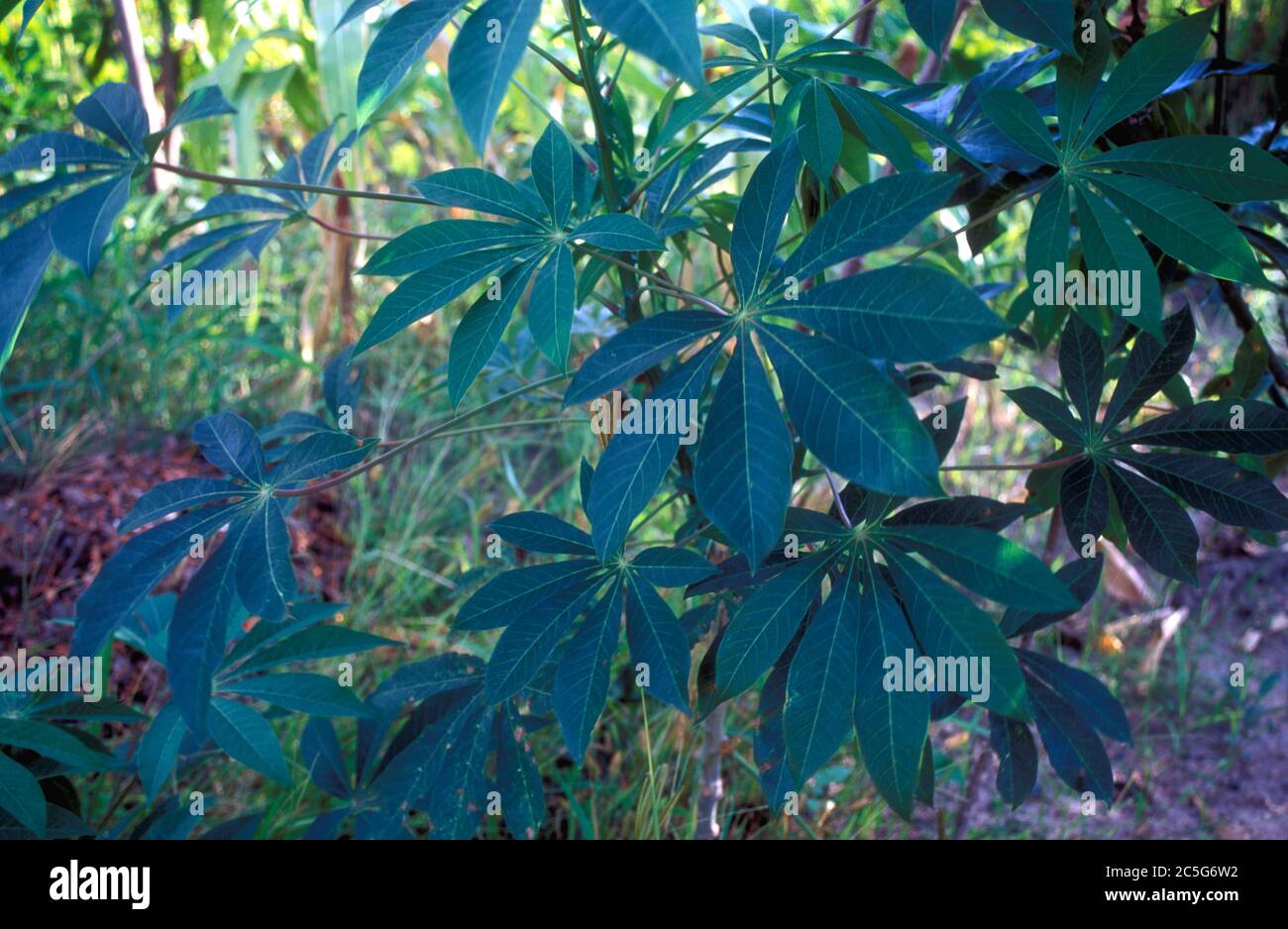 Cassava plant is mainly cultivated for its edible starchy root Stock ...