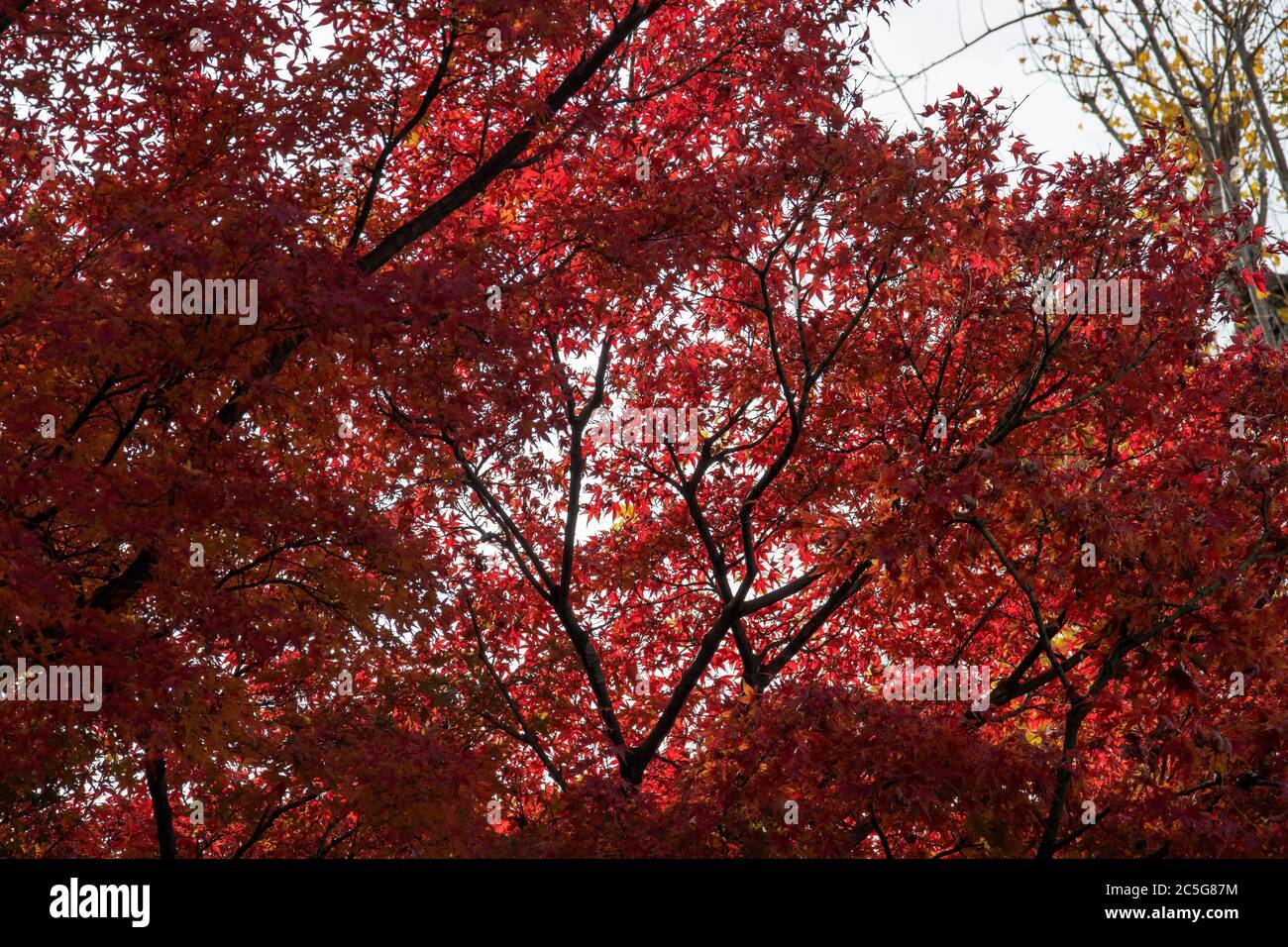 Red leave of maple tree for autumn fall background in Japan Stock Photo ...