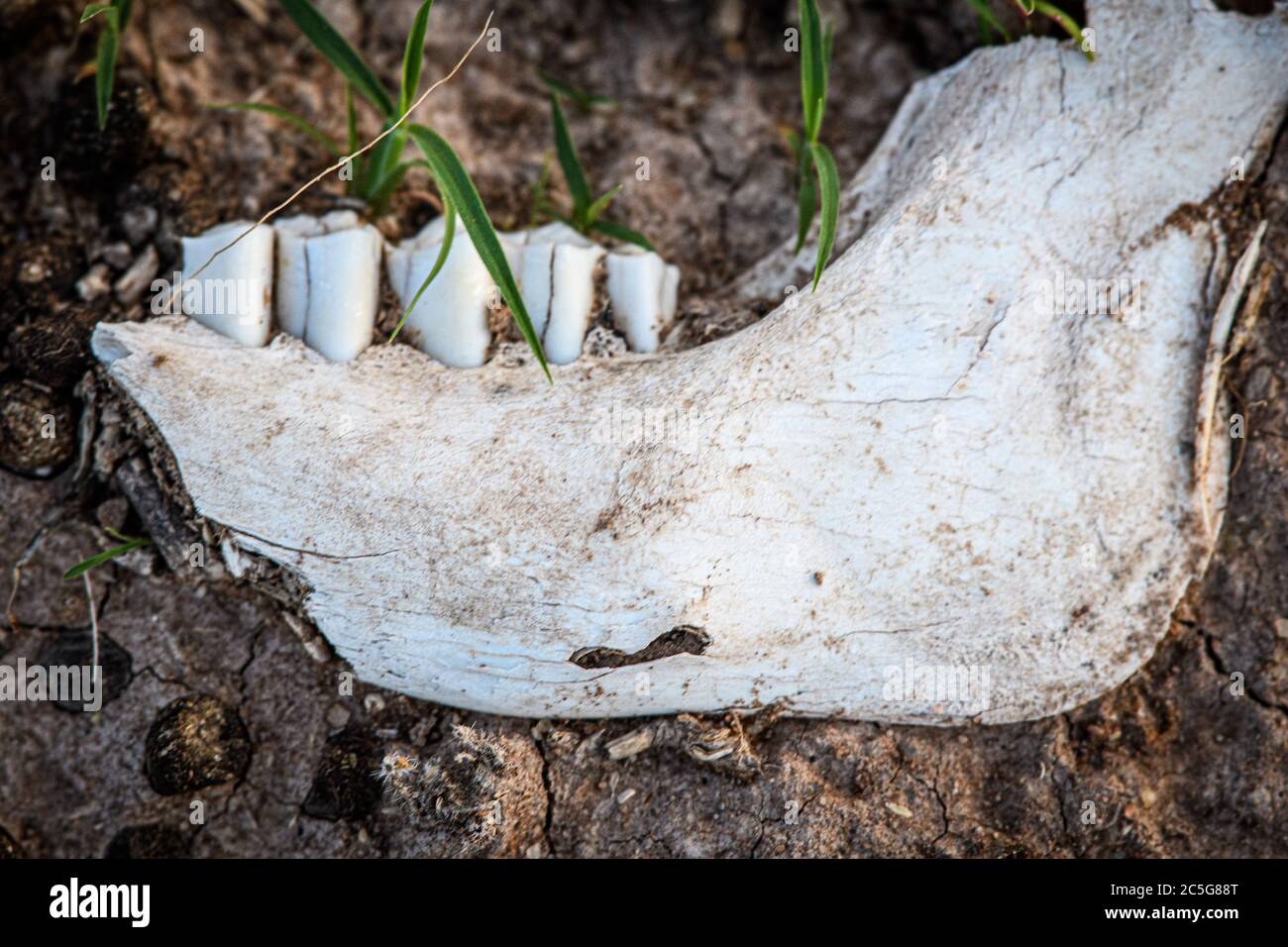 Bone in the Kalahari Desert, Namibia Stock Photo - Alamy