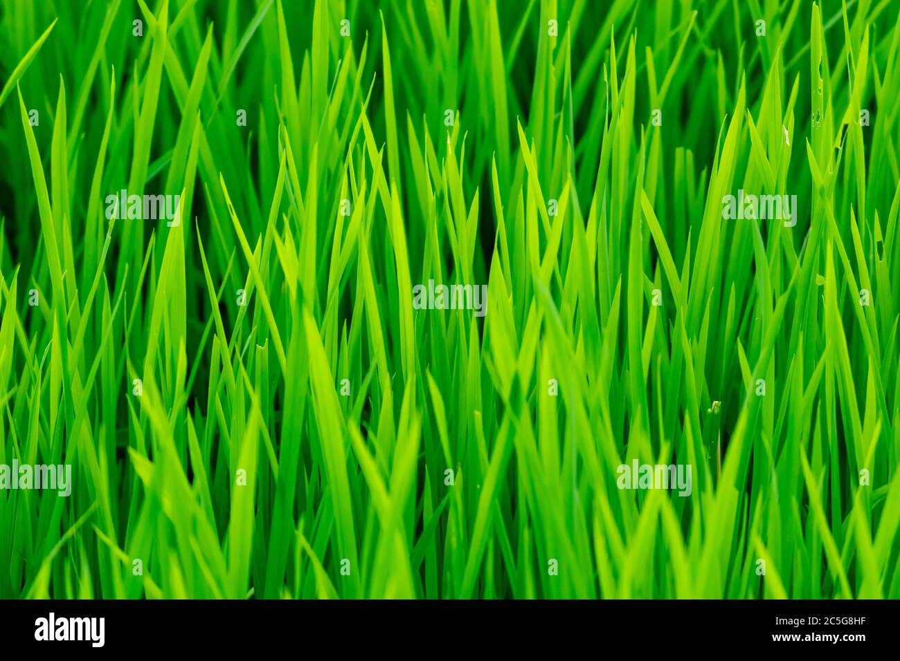 Rice plant green leaves foliage photograph Stock Photo - Alamy