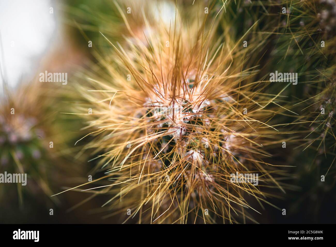 Big needles cactus hi-res stock photography and images - Alamy