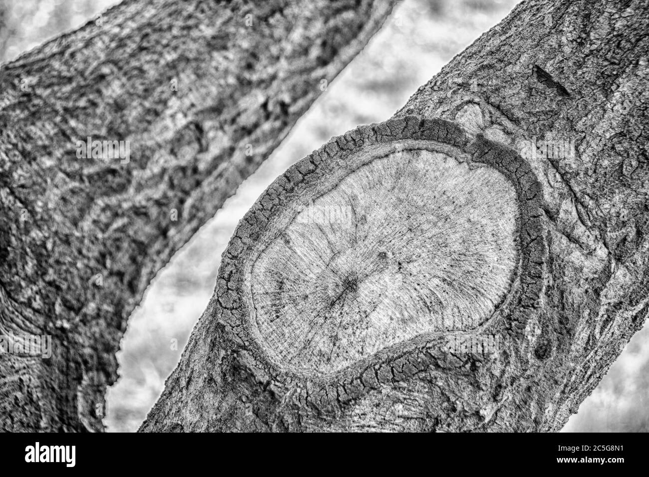 A branch cut off from a tree, where the break has healed over Stock ...