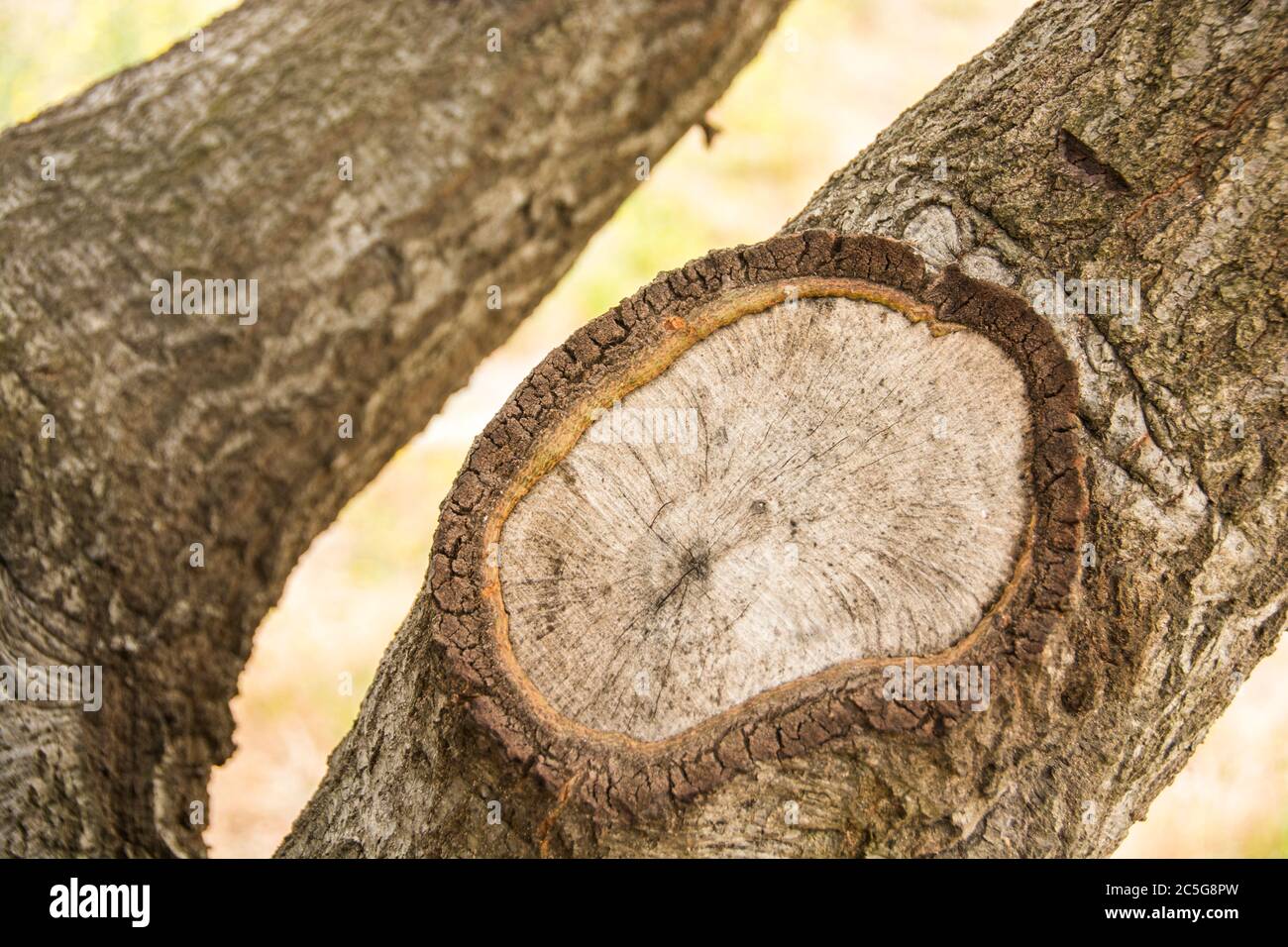 Bark removed from tree hi-res stock photography and images - Alamy
