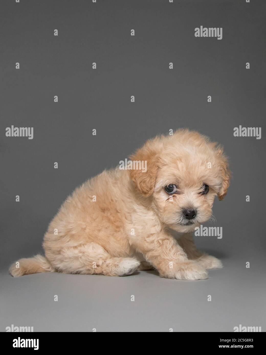 Adorable puppy photos hi-res stock photography and images - Alamy