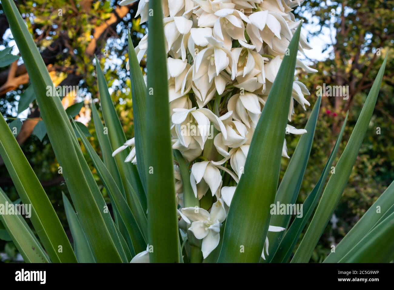 Beautiful flowering yucca plant in Los Angeles, Southern California ...