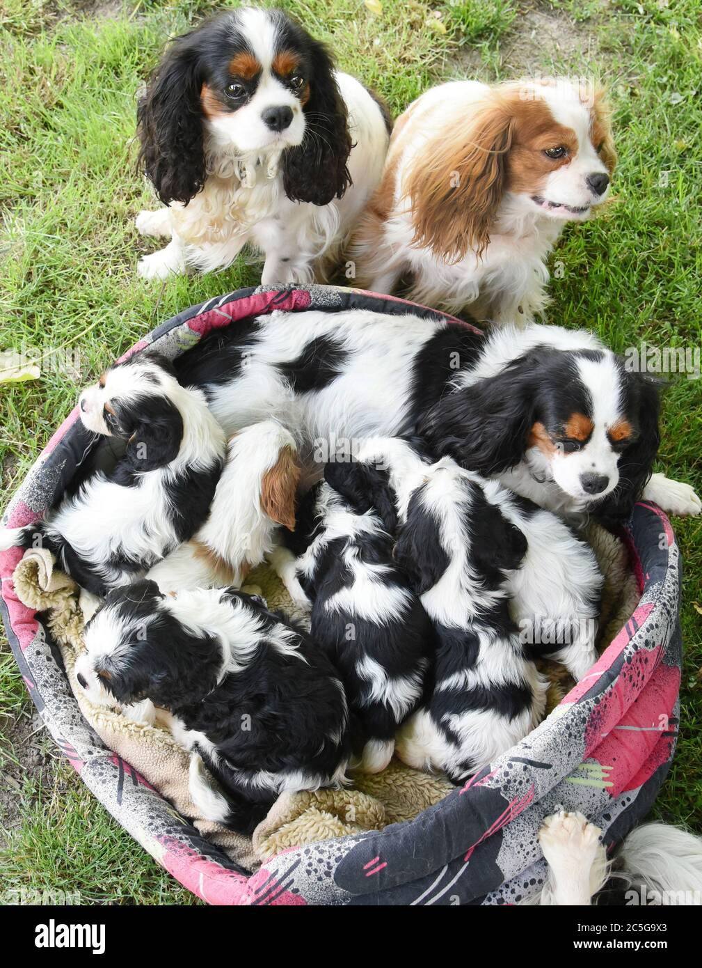 The royal mistresses hi-res stock photography and images - Alamy