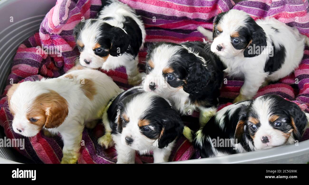 Royal houses hi-res stock photography and images - Alamy