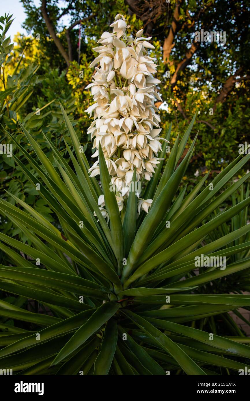 Beautiful flowering yucca plant in Los Angeles, Southern California ...