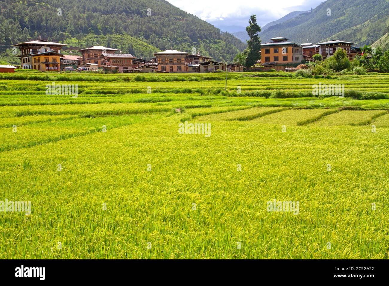 Punakha rice fields hi-res stock photography and images - Alamy
