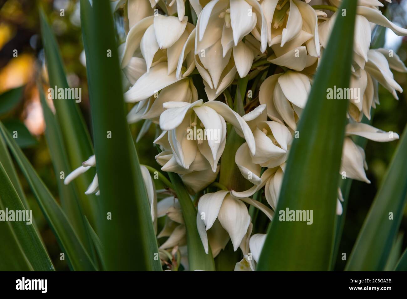 Beautiful flowering yucca plant in Los Angeles, Southern California ...
