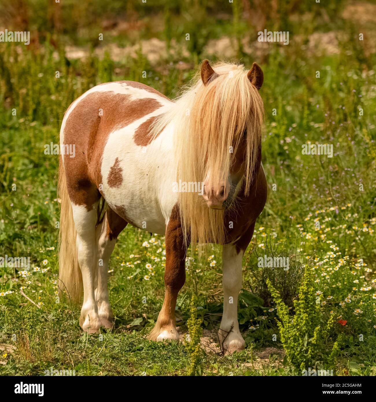 Brown and white pony hi-res stock photography and images - Alamy