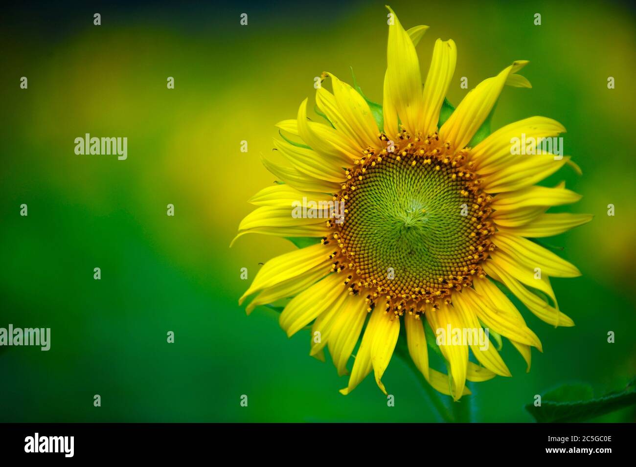 Beautiful large single sunflower hi-res stock photography and images ...
