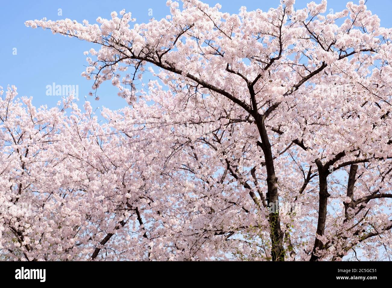Cherry Blossoms during Spring in Seoul, Korea, Sakura season, selective ...