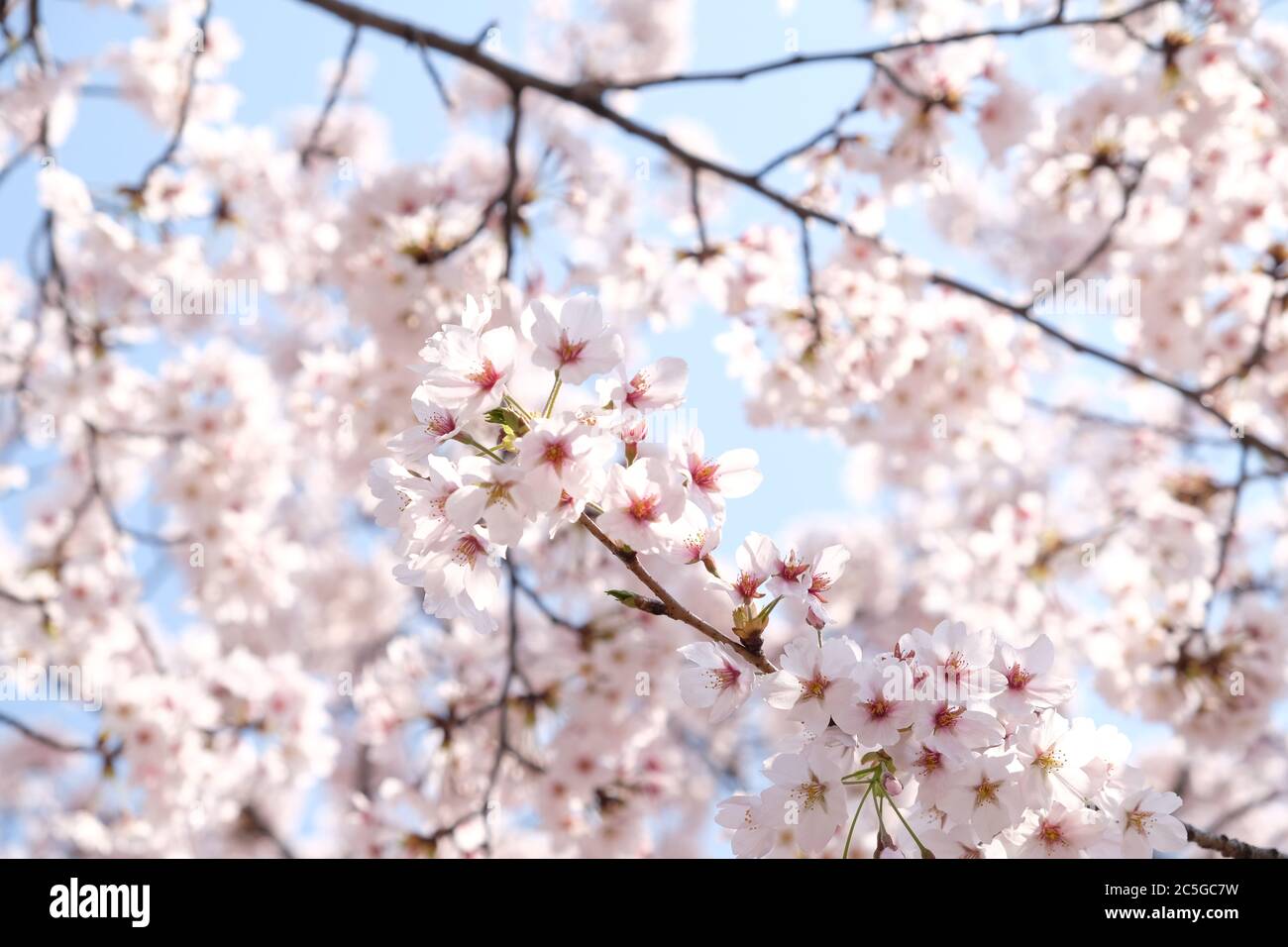 Cherry Blossoms during Spring in Seoul, Korea, Sakura season, selective ...