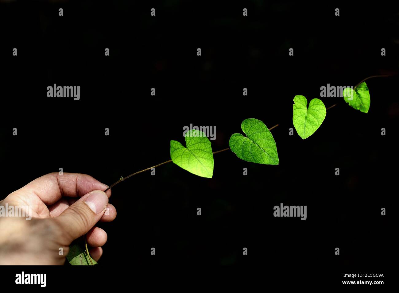 Hand shaped leaves hi-res stock photography and images - Alamy