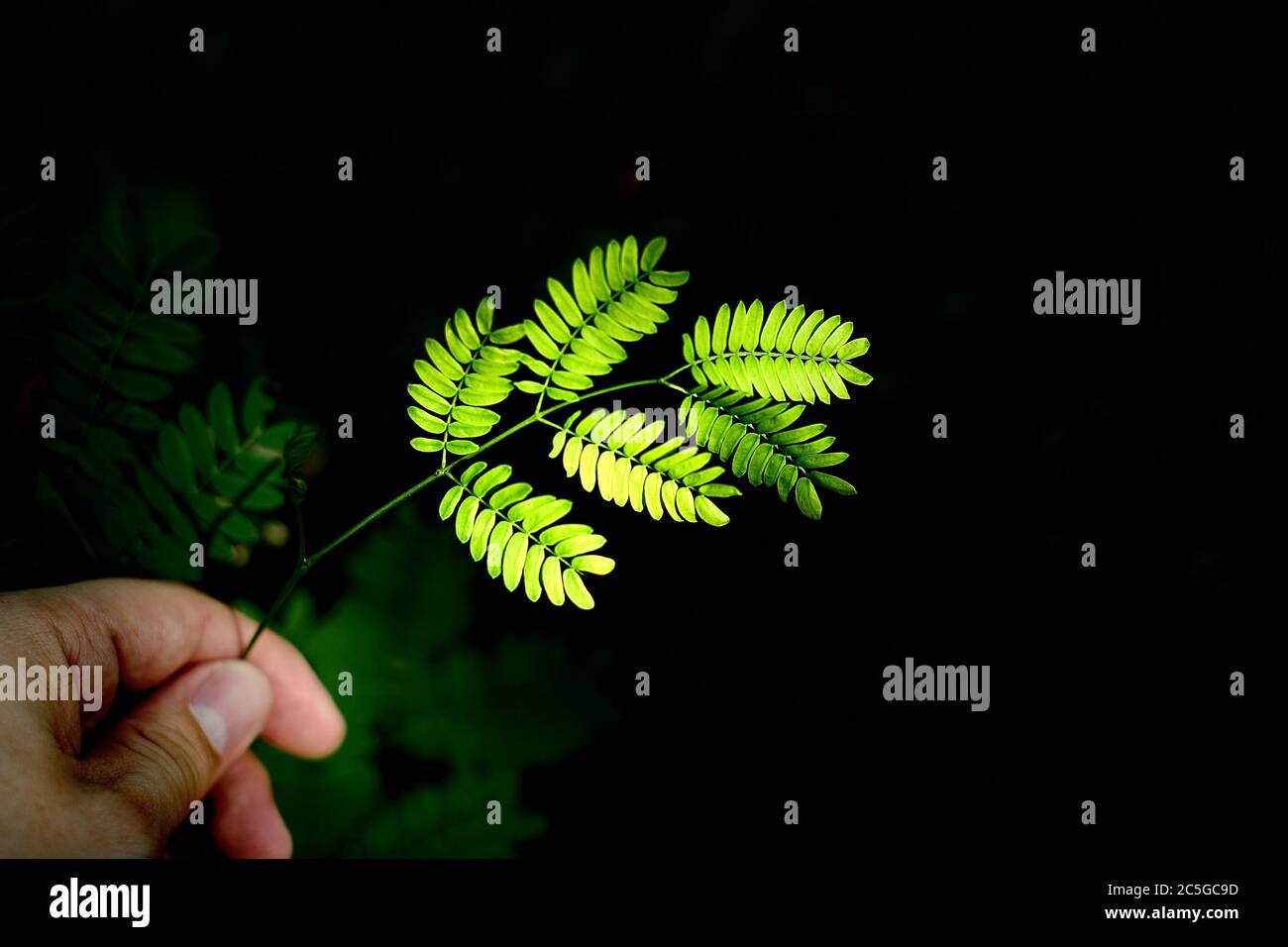 Leaves glow in the dark Stock Photo - Alamy