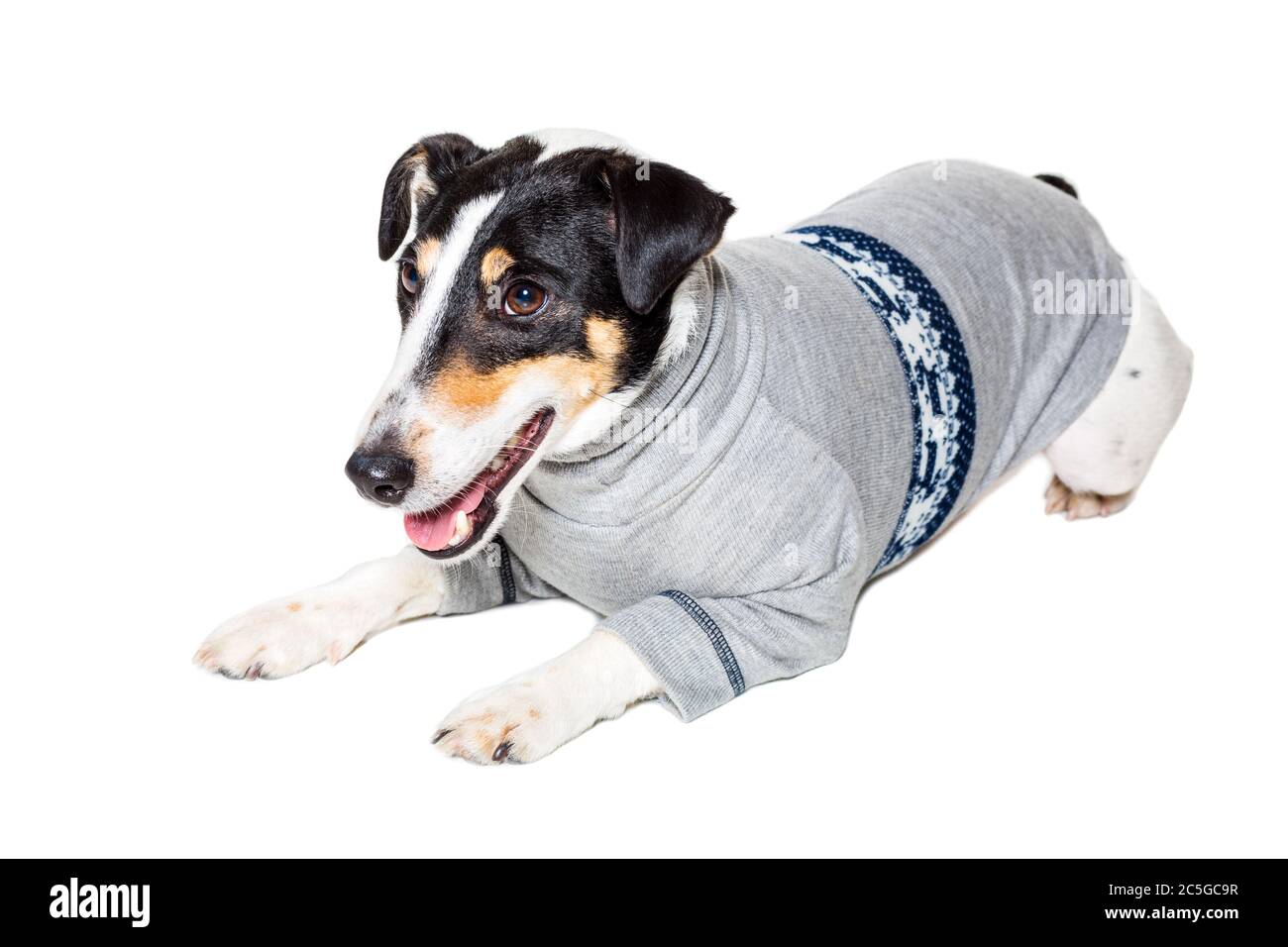 Fox terrier posing in studio on white background. isolated Stock Photo ...