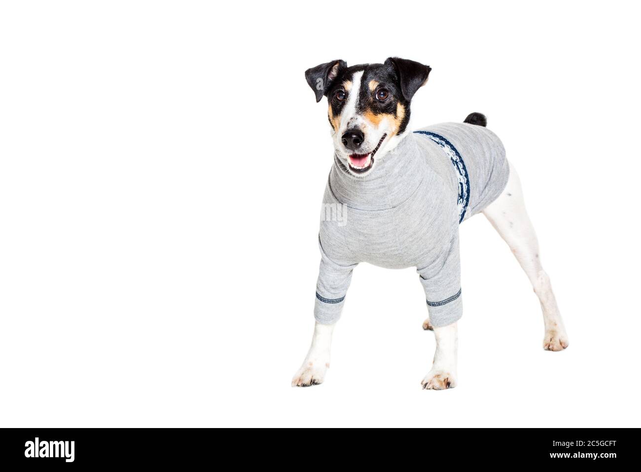 Fox terrier posing in studio on white background. isolated Stock Photo ...
