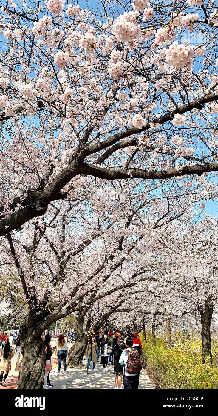 Cherry Blossoms during Spring in Seoul, Korea, Sakura season, selective ...
