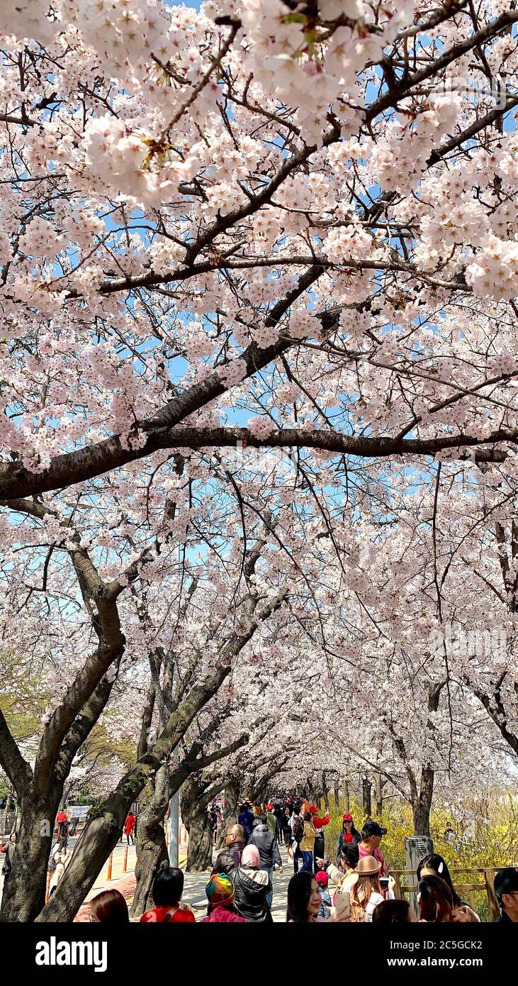Cherry Blossoms during Spring in Seoul, Korea, Sakura season, selective ...