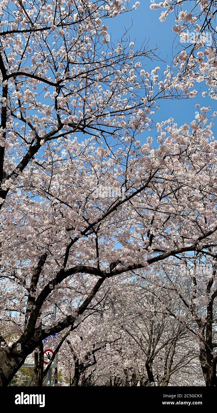 Cherry Blossoms during Spring in Seoul, Korea, Sakura season, selective ...