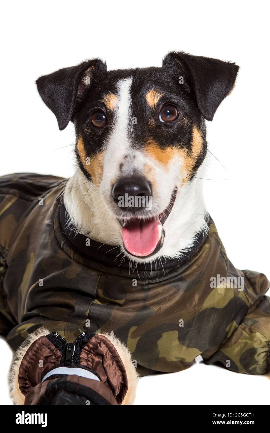 Portrait of a purebred smooth fox terrier white background Stock Photo ...