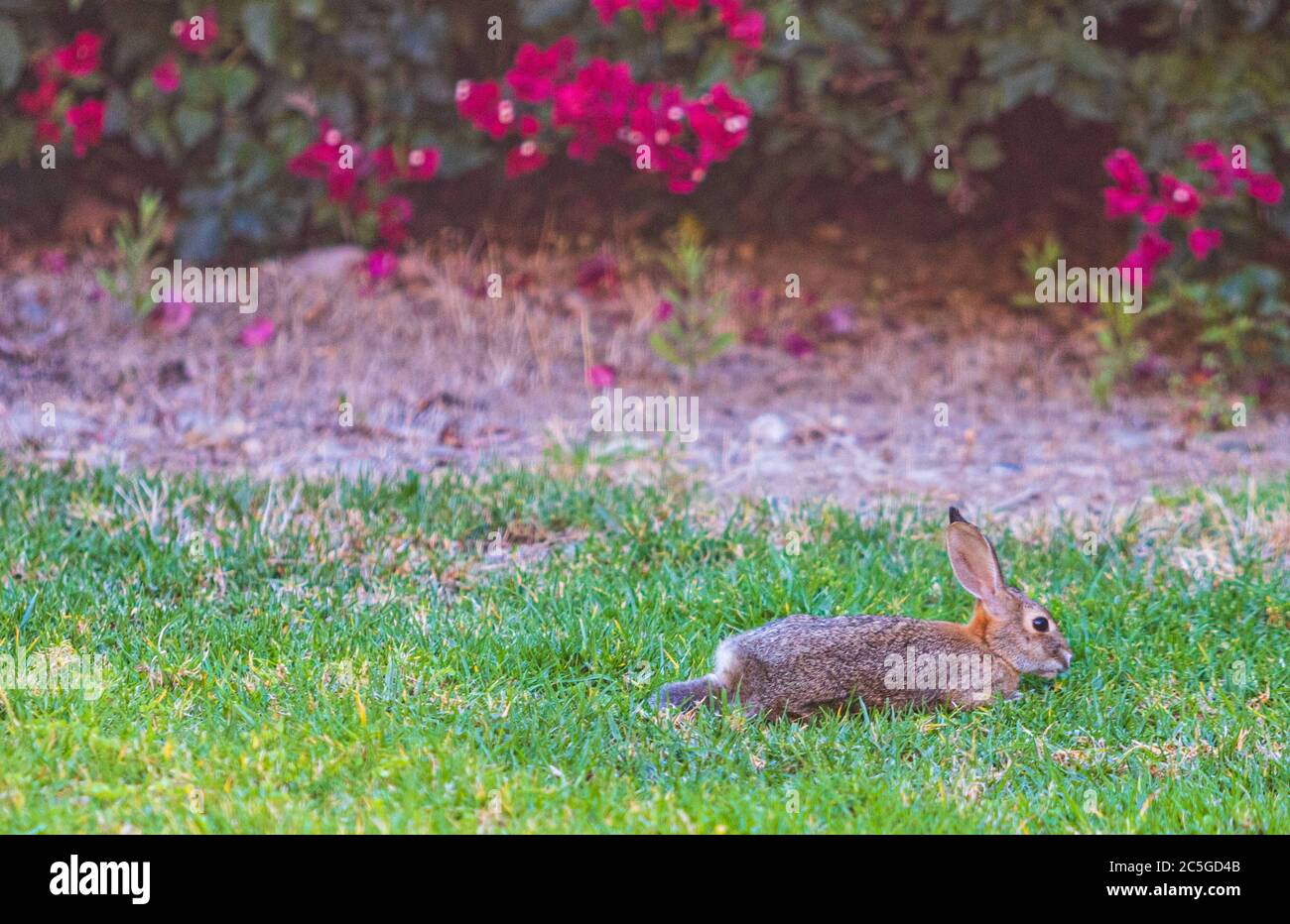 Contagious disease acts hi-res stock photography and images - Alamy